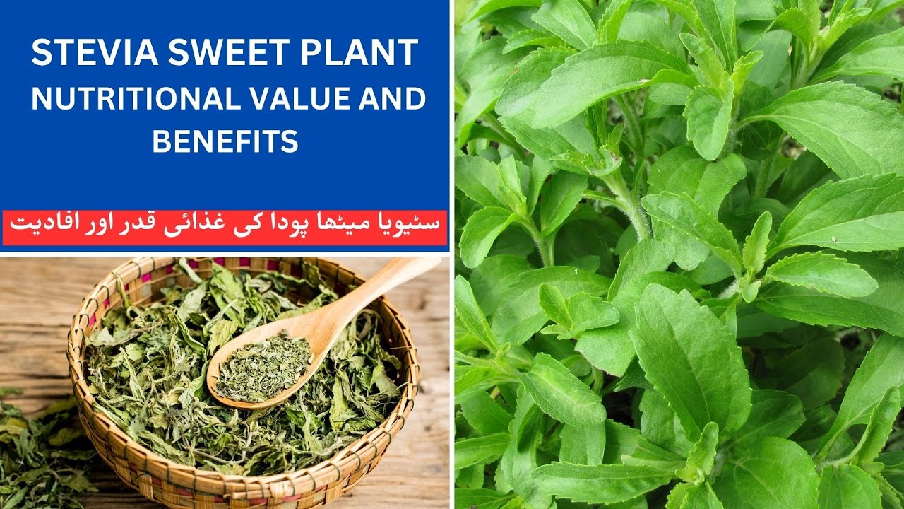 Stevia (Sweet Plant) Nutritional Value and Benefits || سٹیویا (میٹھا ...