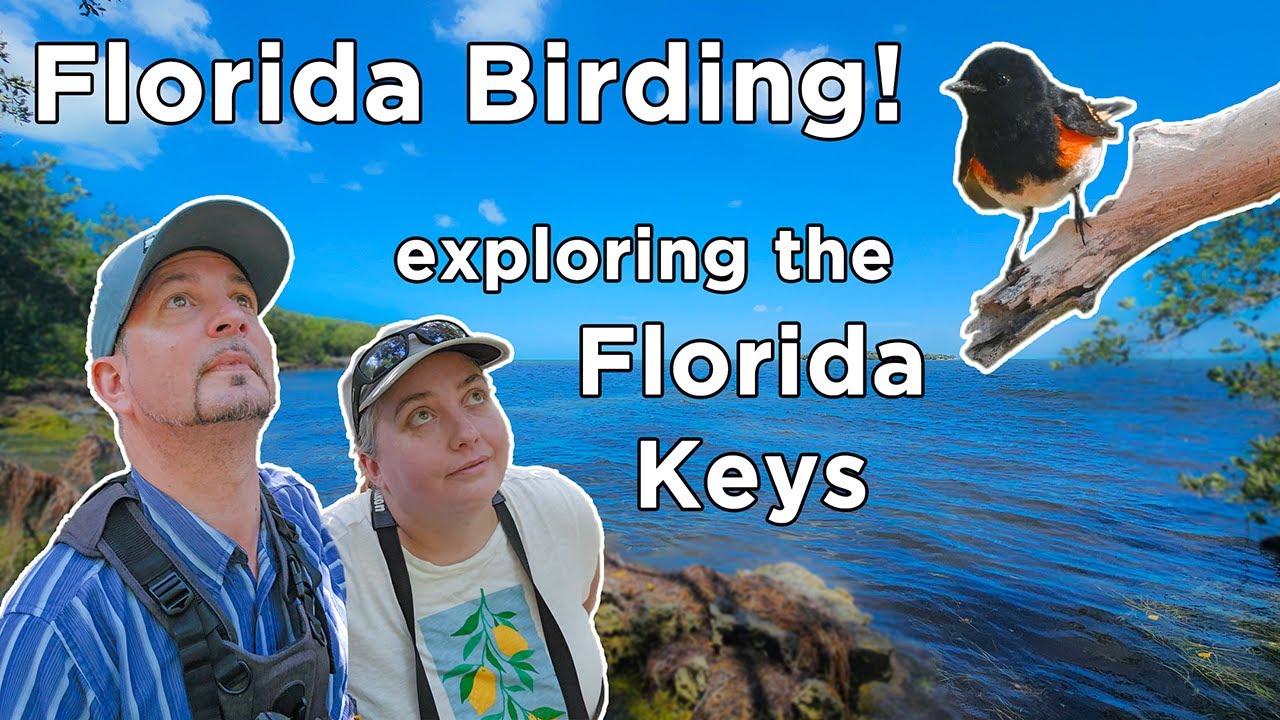 Florida Birding! Birds and Key Deer in The Florida Keys - YouTube