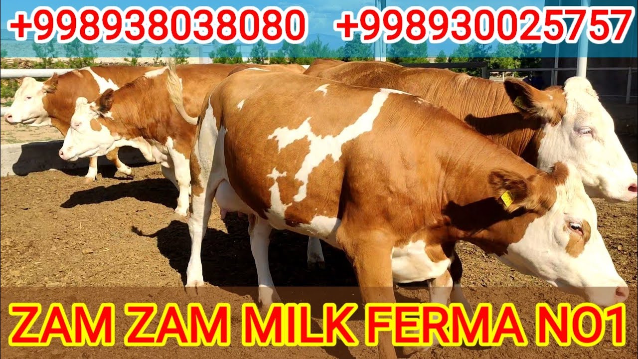 SOTILDI. 4TA 💐ZAM ZAM MILK FERMA💐 ☎️938038080 ☎️930025757 - YouTube