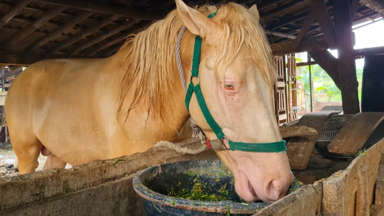 KUDA | KASIH MAKAN KUDA | KUDA MAKAN RUMPUT VERSI ANAK KAMBING SAYA ...