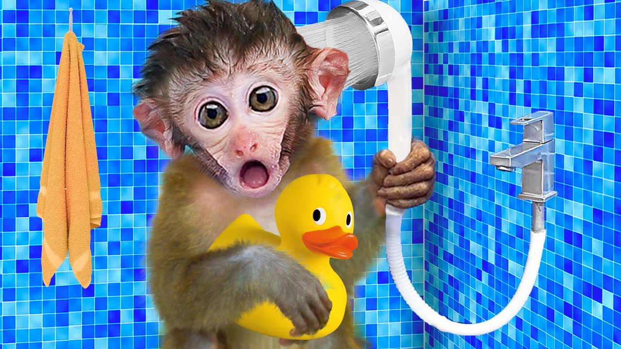 Baby Monkey Bon Bon bathing with the duckling and cleans the toilet ...