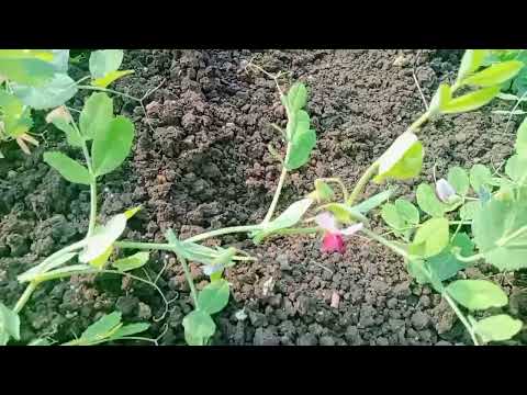 भाजीतला वटाना लागवड विषय सविस्तर माहिती,सुधारित जाती.vatana lagavad,sudharit jati, #farmer_vlog