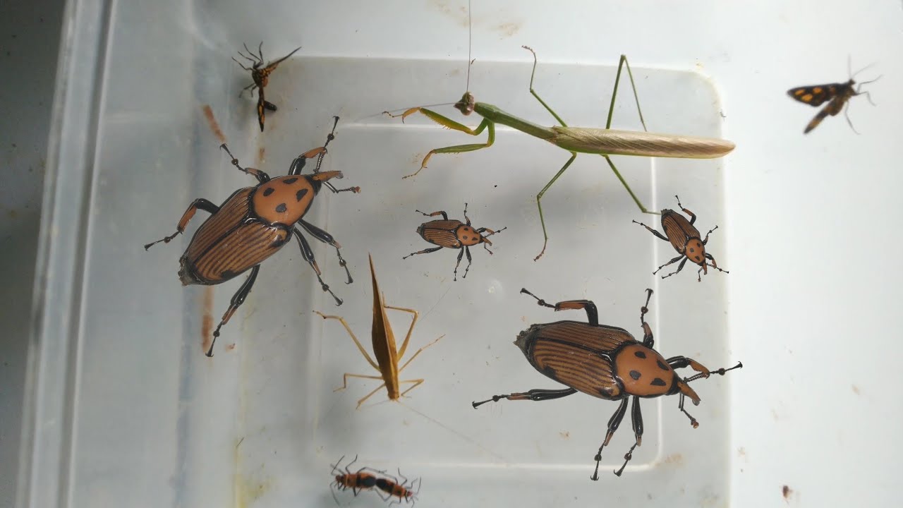 how to hunt insects in a garden with lots of leaf grasshoppers - YouTube