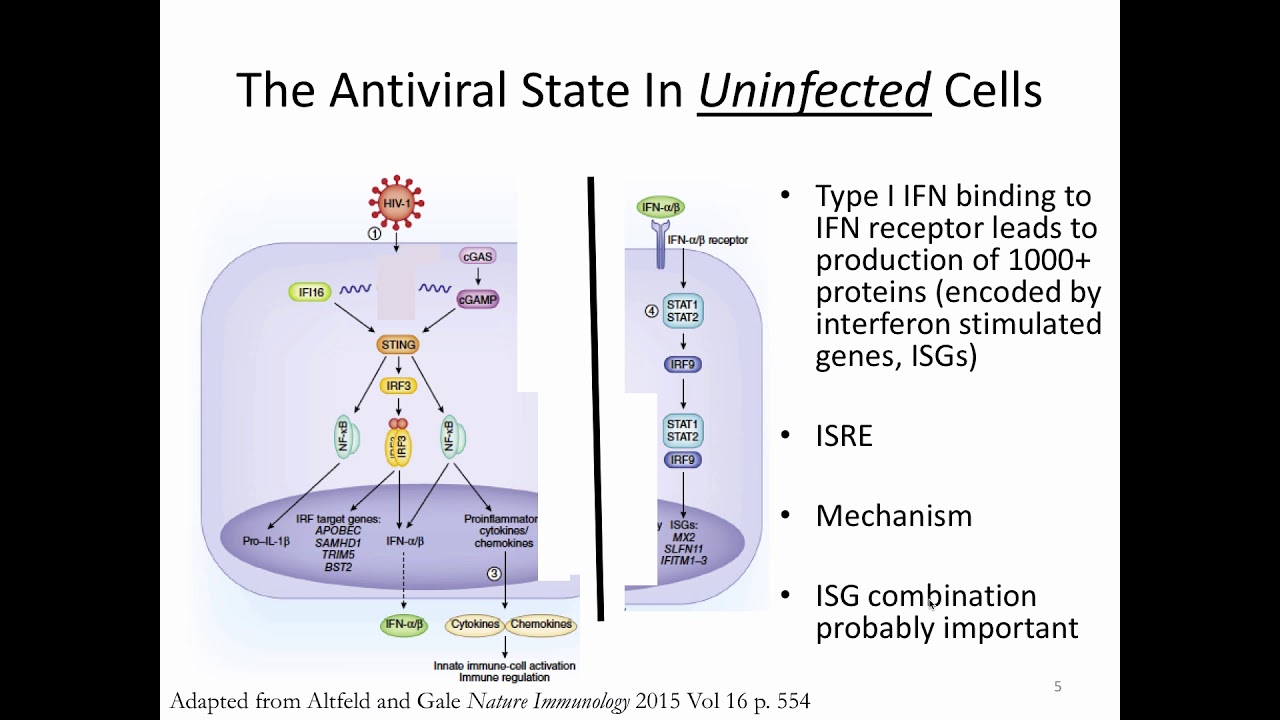 Immunology Lecture 5: Antiviral State and PRRs - YouTube