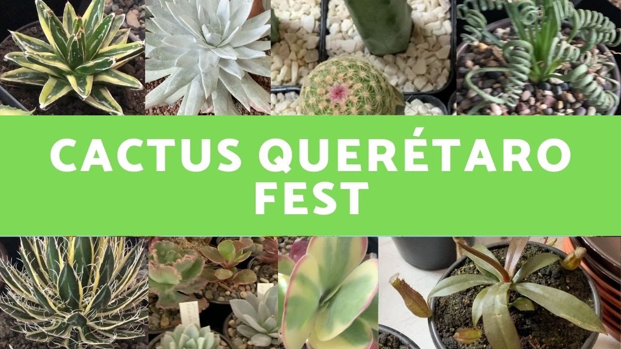 ¡Expo Cactus Querétaro Fest! 😸🌵 - Mundo Suculento - YouTube