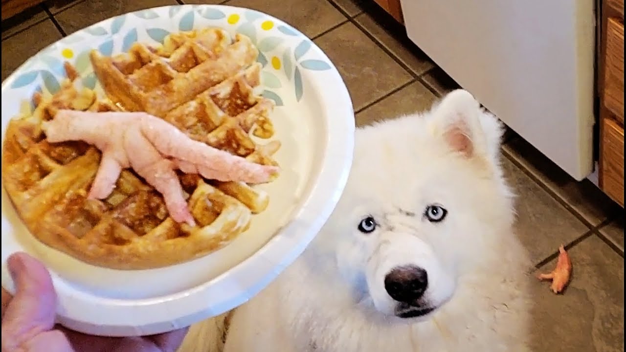Cute Husky | Eats Chicken & Waffles - YouTube