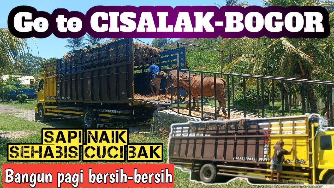 Go to CISALAK-BOGOR‼️Selesai cuci bak sapi langsung naik - YouTube
