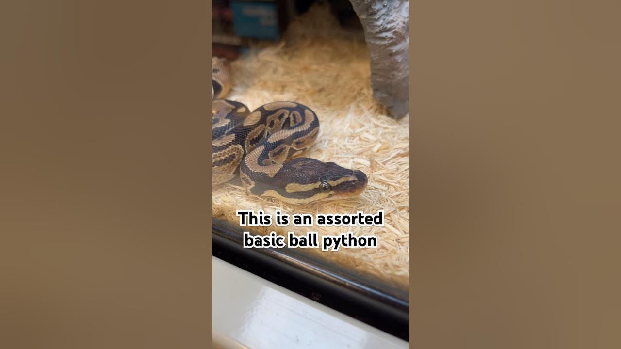 Ball Pythons are just chill like that #ballpython #snake #animals # ...