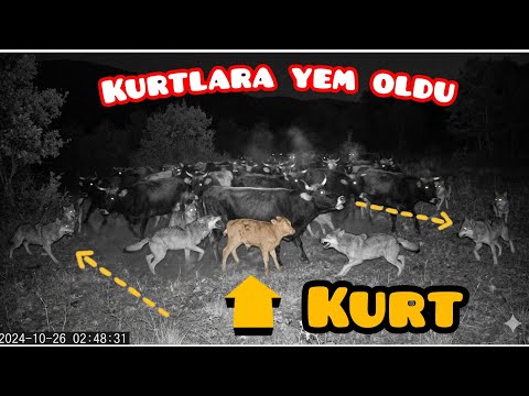 Gece ineklere saldıran vahşi aç kurtlar 