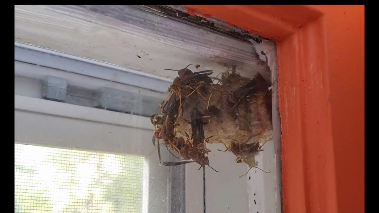 30 Minutes of Paper Wasps (Up Close & Personal) - YouTube