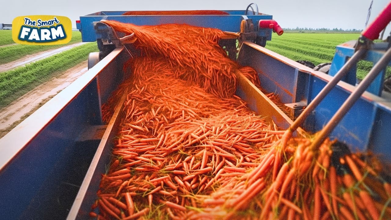 Satisfying Carrots Harvesting: GIGANTIC Carrots Production Line! - YouTube