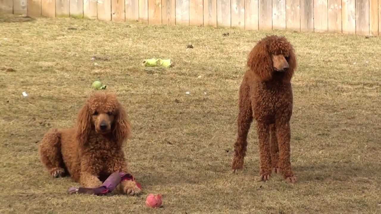 Red Standard Poodles - YouTube