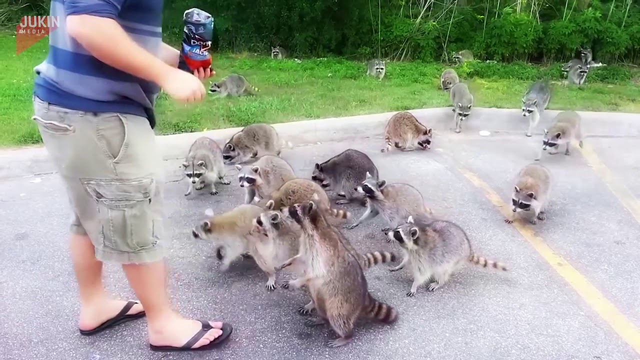 Raccoons Eating Chips - YouTube