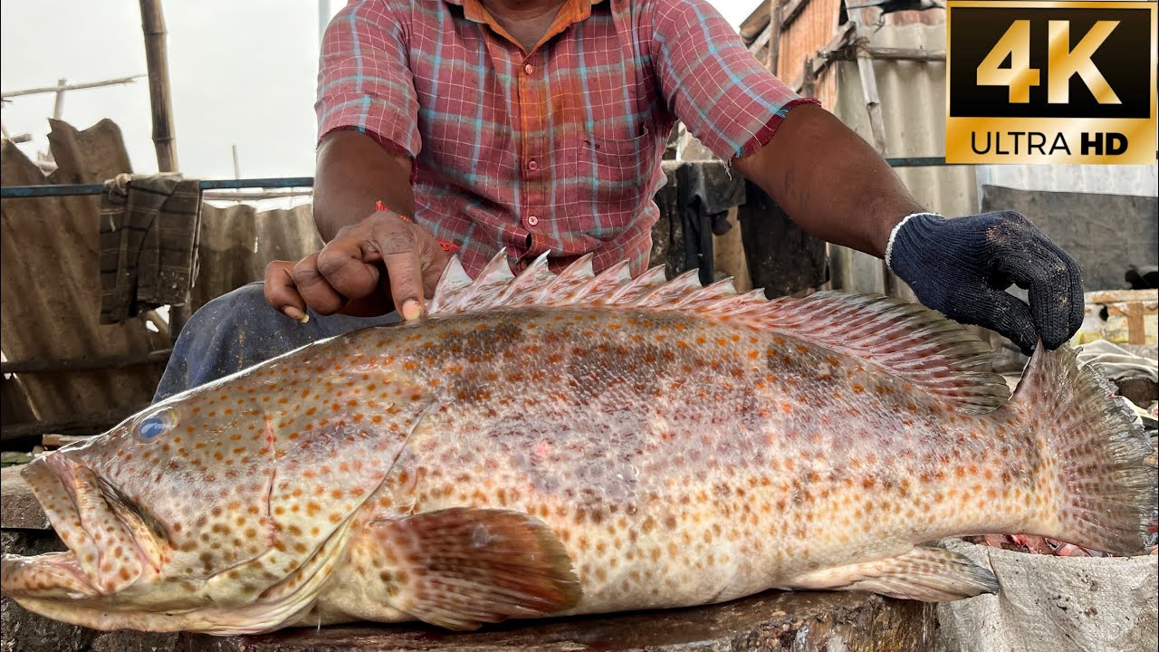 Kalavan fish cutting video Fishcuttingrs #kasimedu #fish #fishcuttingrs ...