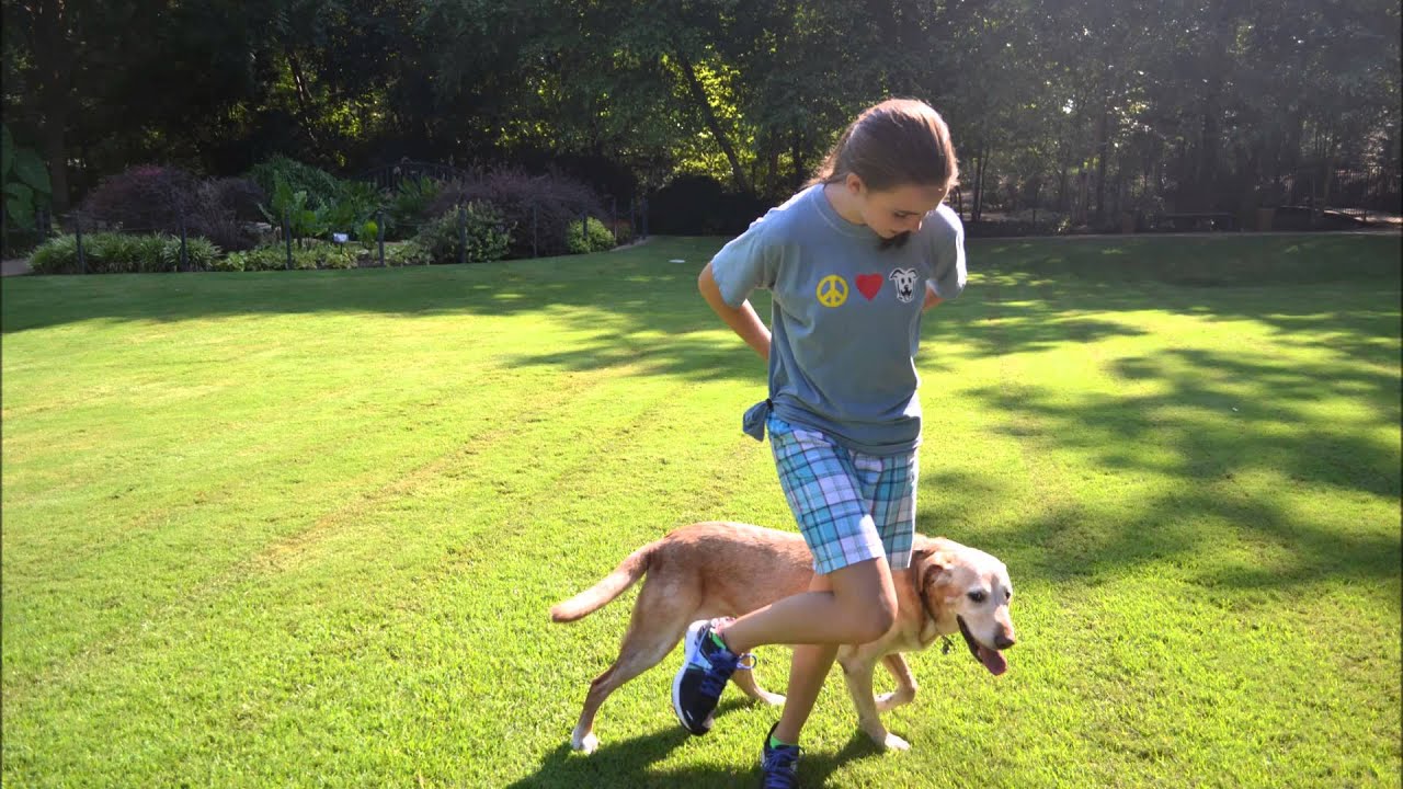 Stop Motion Dog Tricks! - YouTube