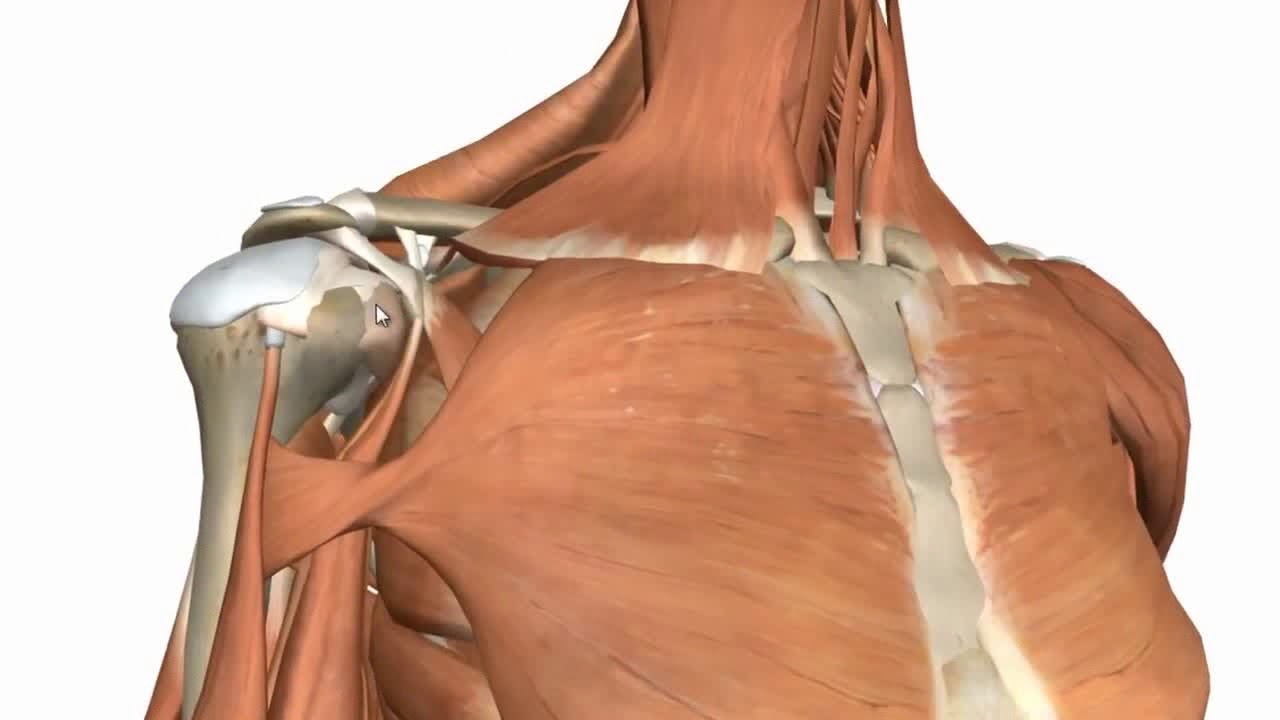 Shoulder Joint Glenohumeral Joint 3D Anatomy Tutorial YouTube Shoulder Joint Glenohumeral Joint 3D Anatomy Tutorial YouTube
