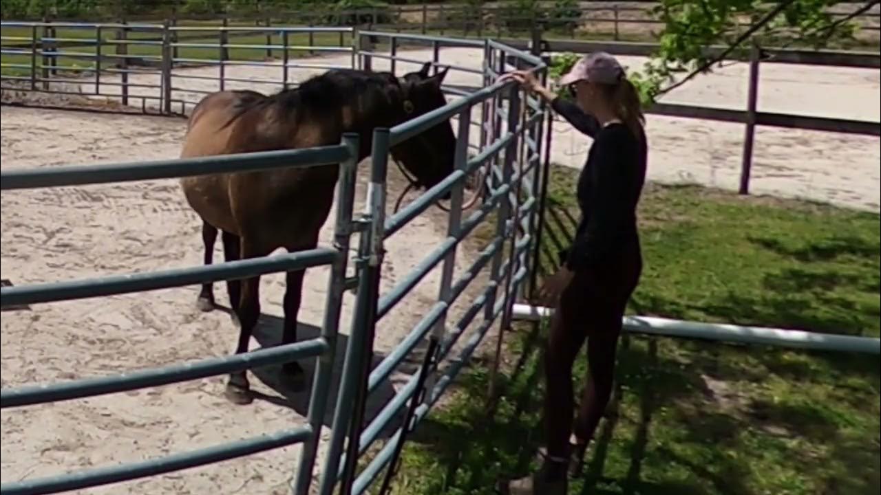 Tying with the Rope Run Through the Halter - YouTube