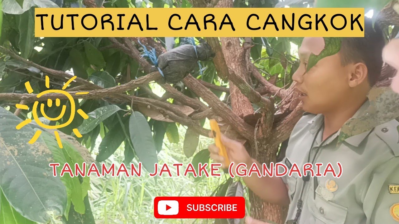 Tutorial Cara Cangkok Jatake (Gandaria) dengan bahan dan alat seadanya ...