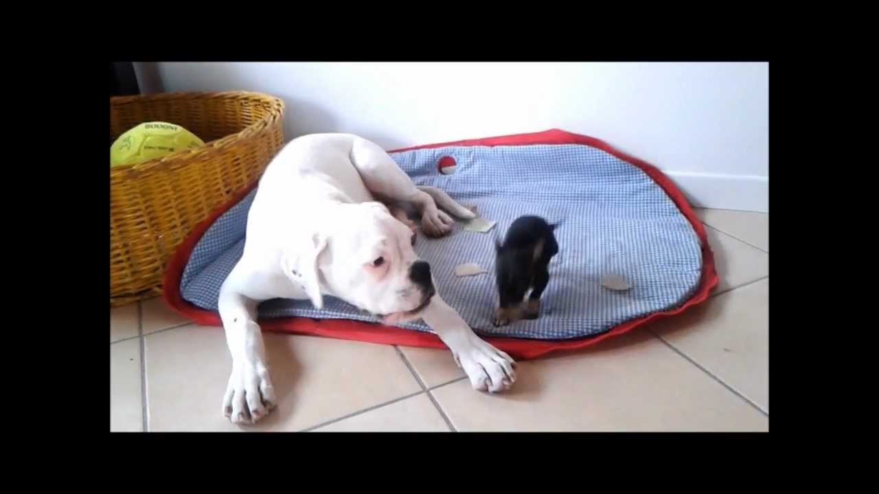 BOXER vs CHIHUAHUA - YouTube