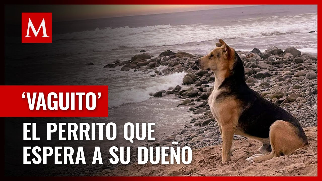 Perrito espera en la playa a su dueño pescador que falleció hace años ...