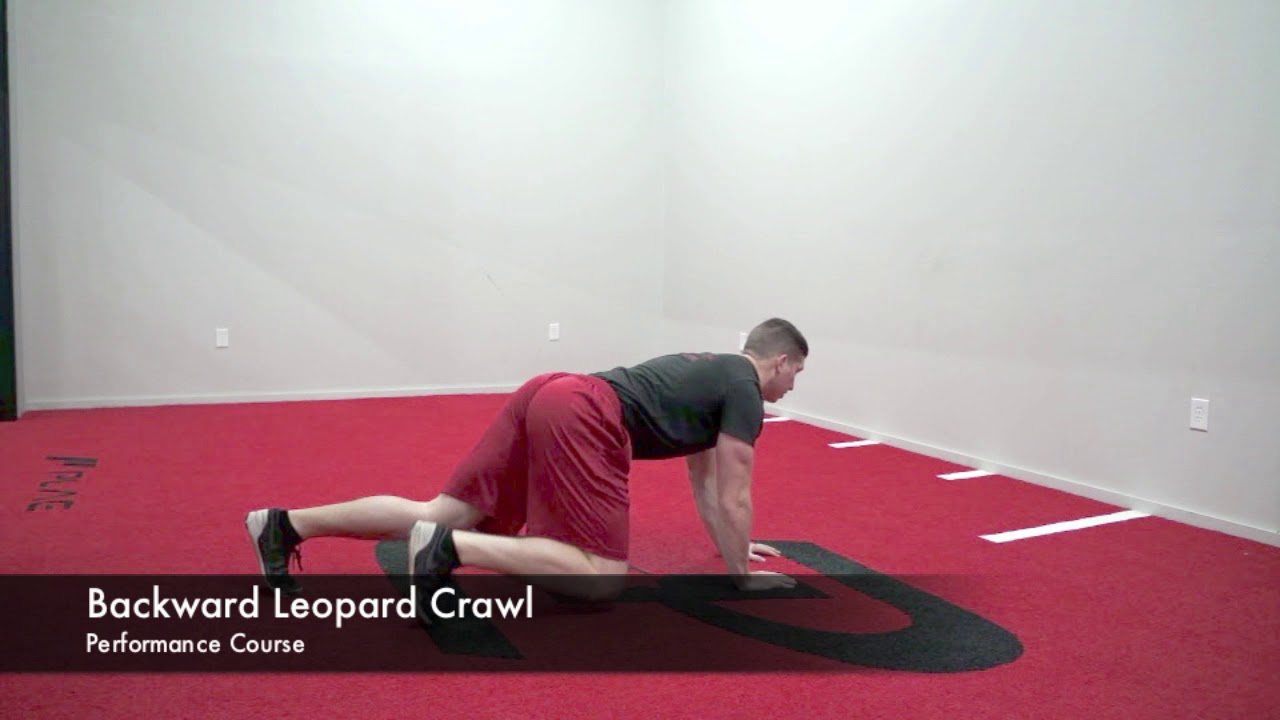 Leopard Crawls - YouTube