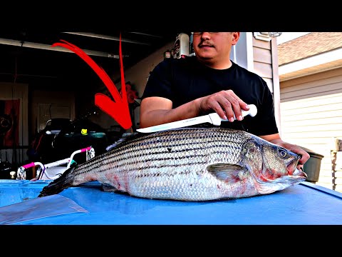 The EASIEST way to fillet a Striper (striped bass )