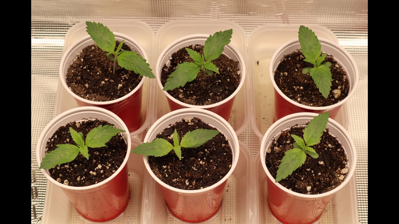2 Gallon Autoflower Grow Days 9 11 YouTube 2-gallon-autoflower-grow-days-9-11-youtube