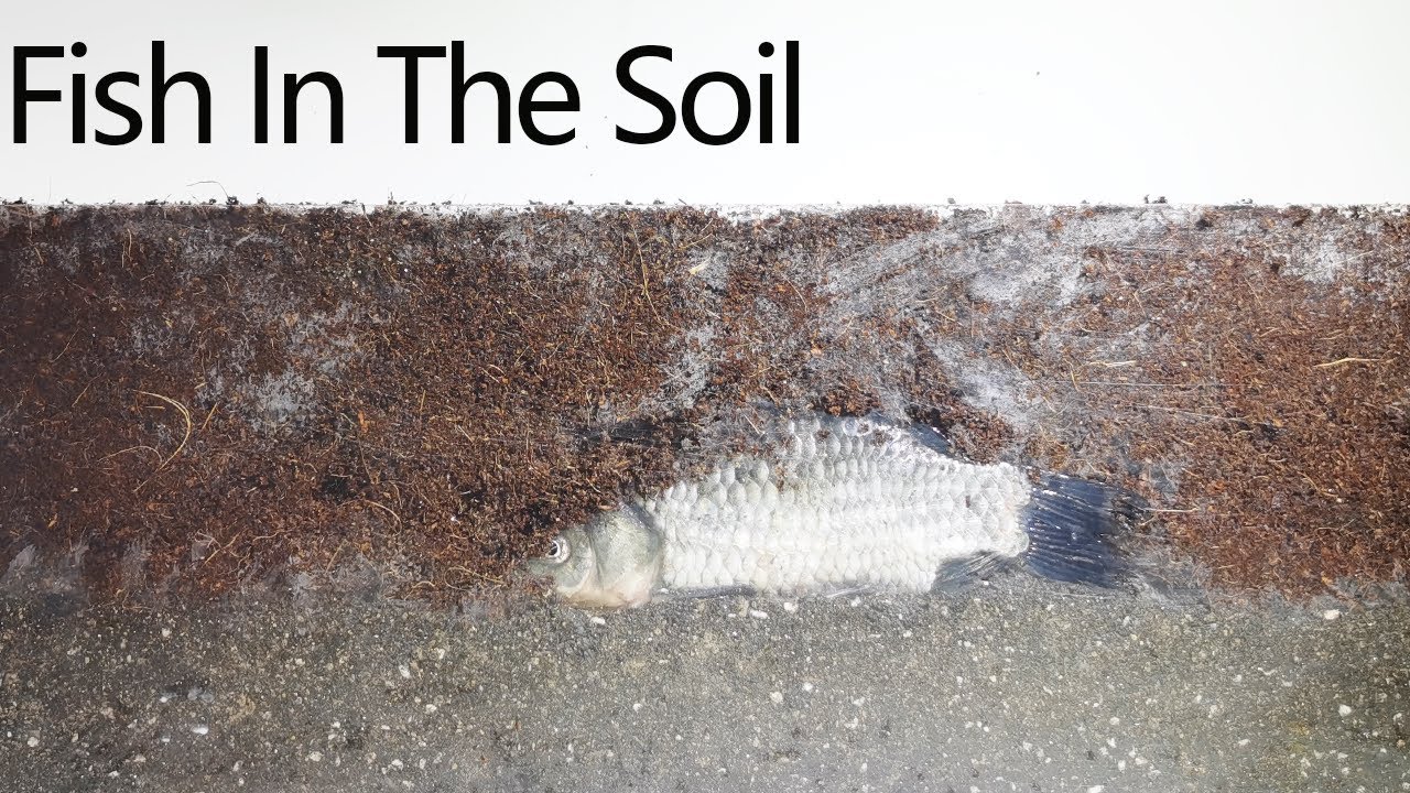 Fish Decomposition in the soil Time Lapse - YouTube