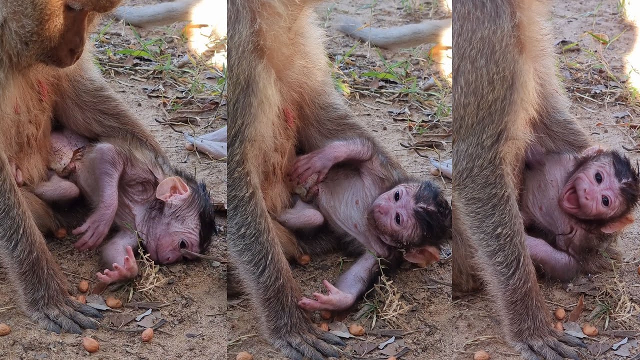 Welcome Newborn!!_____Monkey Jill gave birth to cute baby monkey girl 01/19/2025 (Day 1) EP01 ...