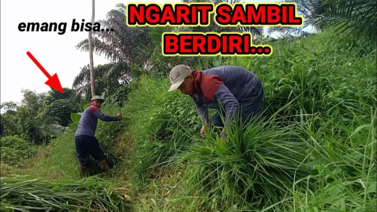 NGARIT RUMPUT BH - YouTube