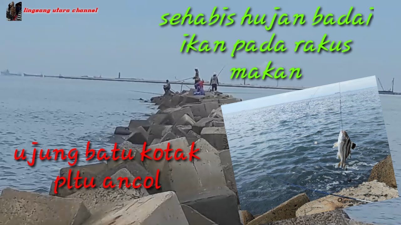 HABIS BADAI IKAN PADA RAKUS MAKAN||mancing mania pltu ancol - YouTube