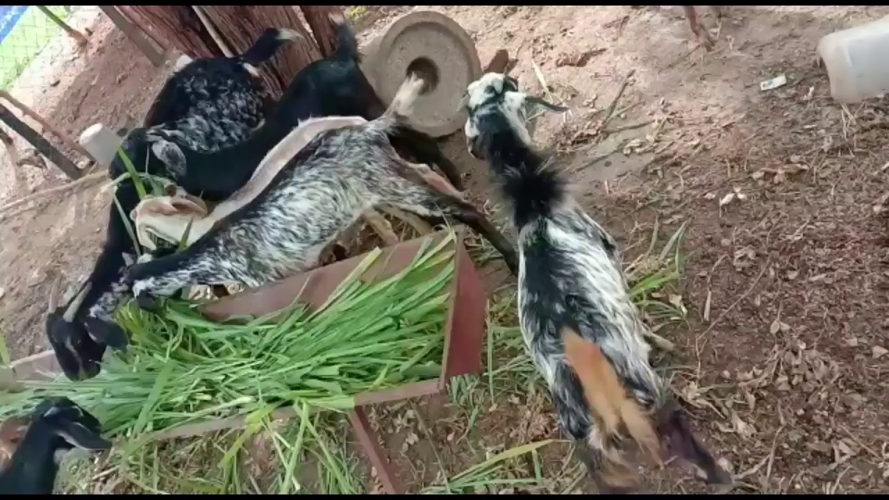 Ems goat farm in thoothukudi - YouTube