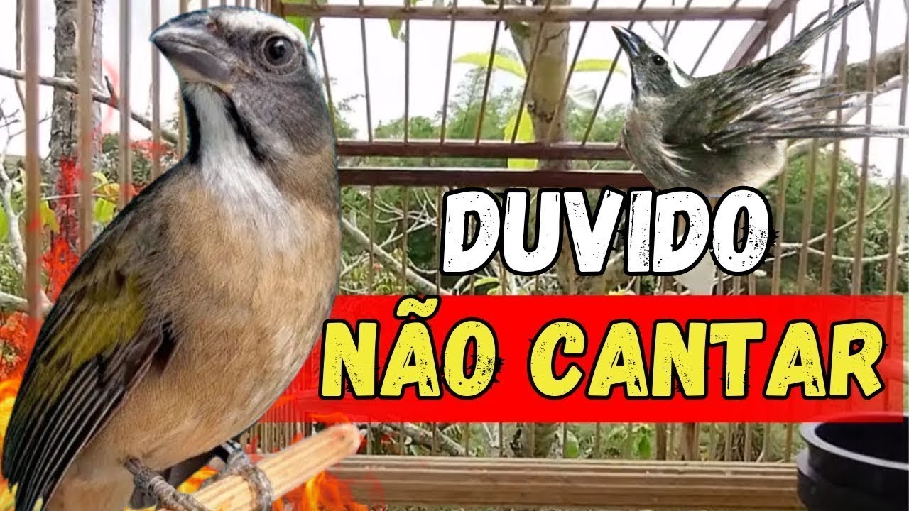 ESQUENTAR TRINCA FERRO COM TRINCA FERRO CANTANDO MELHOR TRINCA FERRO CANTANDO ESQUENTAR TRINCA ...