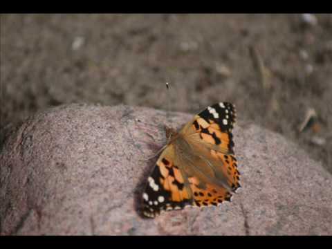 sony alpha 300 pics