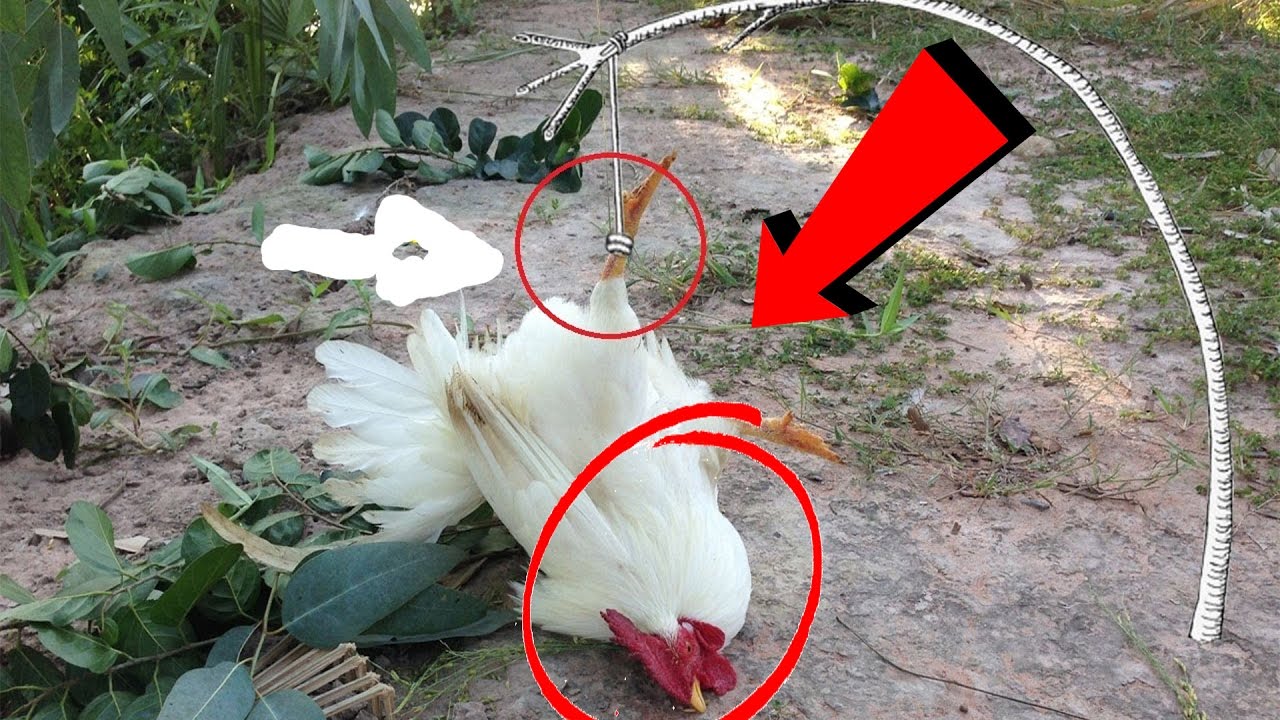 Wow A Man Make A Homemade Bird Trap How To Make A Bird Trap 100 Easily Homemade Bird Trap Wow A Man Make A Homemade Bird Trap How To Make A Bird Trap 100 Easily Homemade Bird Trap