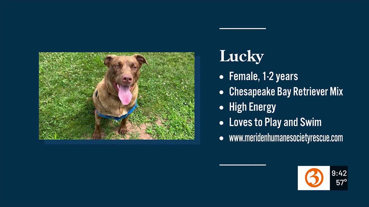 LOST & POUND: Lucky and Milo - YouTube