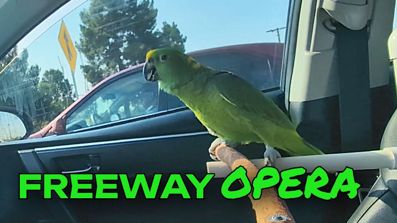 Charlie Murphy the Parrot singing opera on freeway ride - YouTube