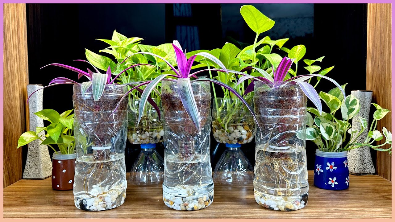 Simple and economical way to have beautiful potted plants in the house ...