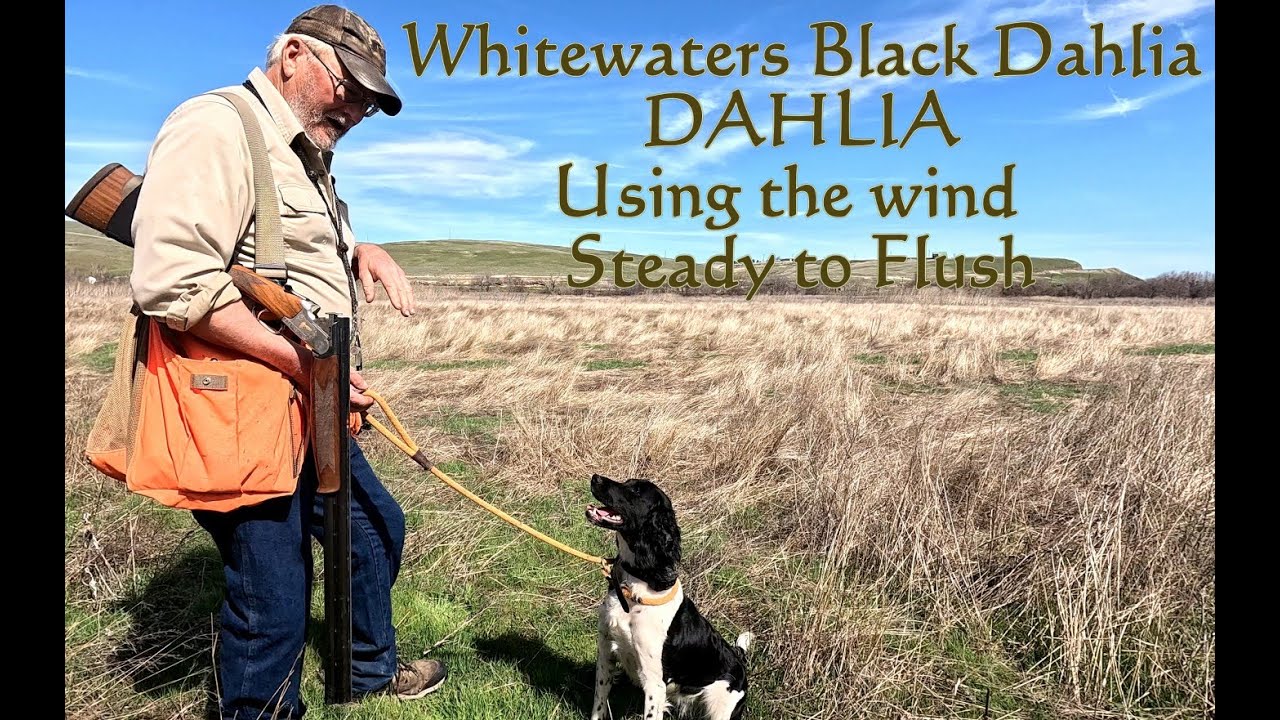 Dahlia 16 Mo Springer Spaniel Hunting Using the Wind, showing off her ...