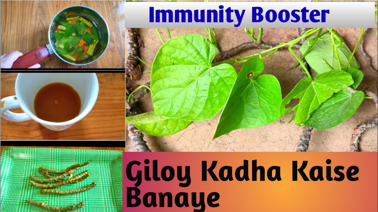 Giloy ka Kadha recipe | Immunity booster Drink |Giloy juice kaise khaye ...