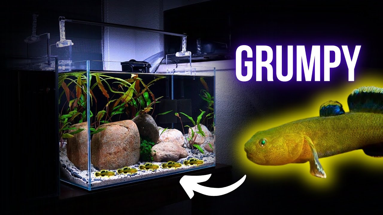 The GRUMPY CHRONICLES of BABY DESERT GOBIES | EP2 DESERT GOBY AQUARIUM ...