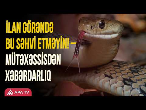 Həyətinizə niyə ilan gəlir? – Bu “mütəxəssislər”ə etibar etməyin | APA TV