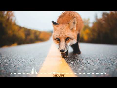 Payız Musiqisi Mahnısı 2022 Autumn Jazz Music Geolife