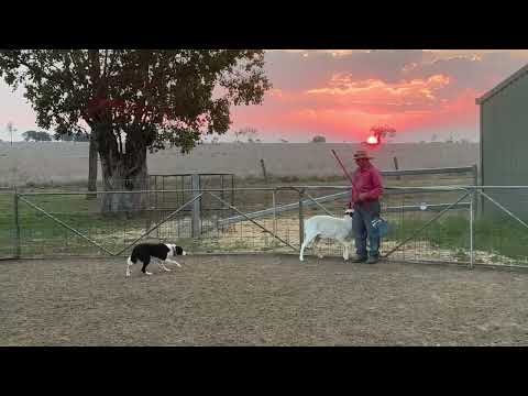 2025 SPRING Australian Working Stock Dog Auction - LOT 311 AMS Stella