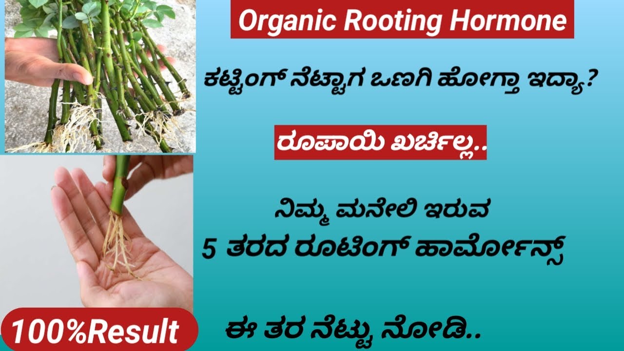 How to make Organic Rooting hormones at home/how to use rooting hormone ...