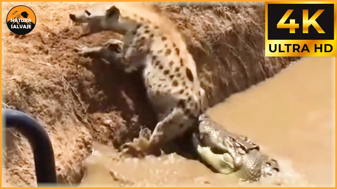 ¡Los Ataques De Cocodrilos Más Locos Jamás Captados Por La Cámara ...