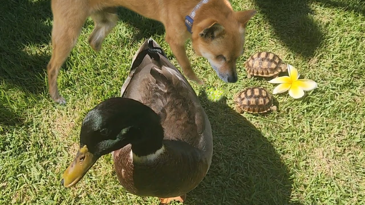 Duck Edition: Ep17 Meet my duck's newest friend Roe! #duck #ducks # ...