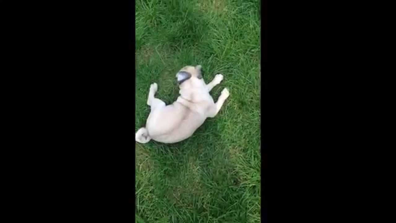 CUTE Pug Puppy Chasing Tail - YouTube