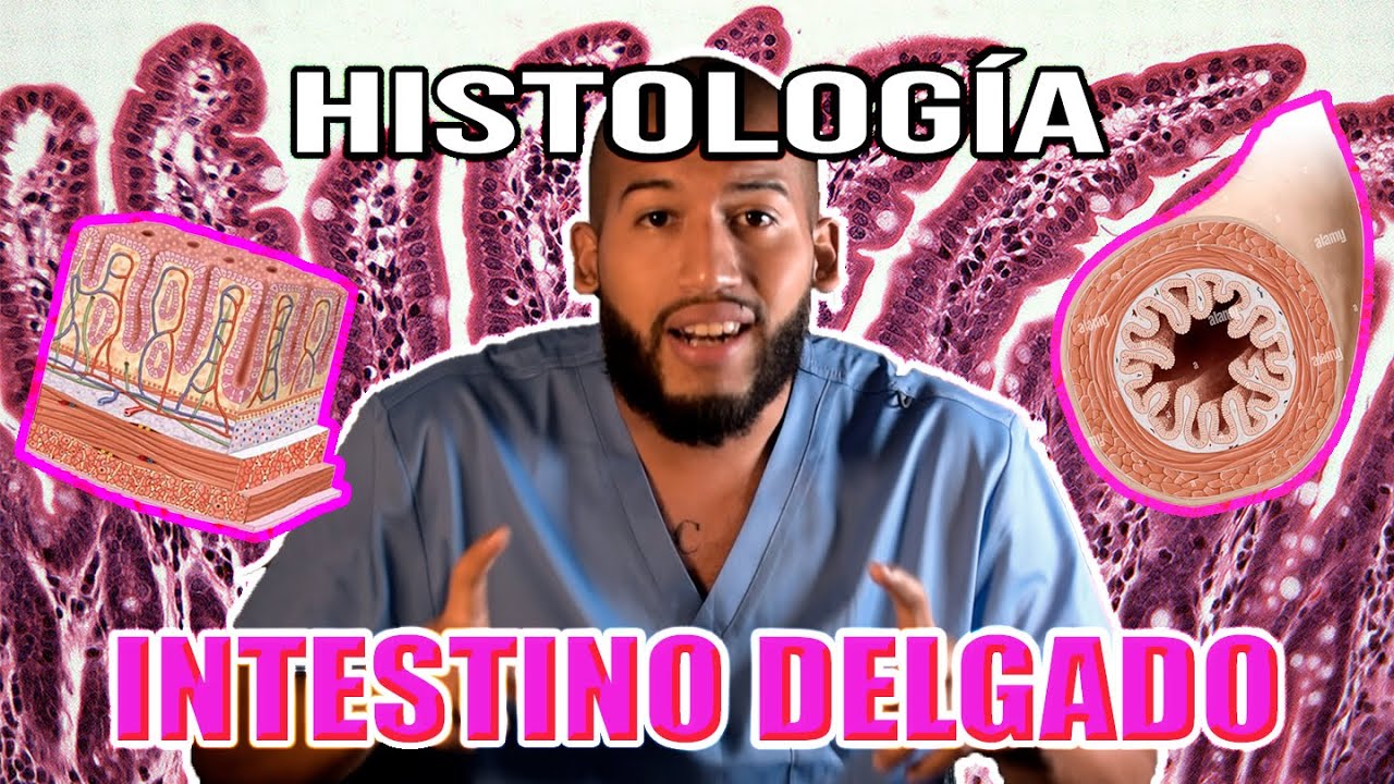 Histología - INTESTINO DELGADO (Criptas de Lieberkühn, Enterocitos ...