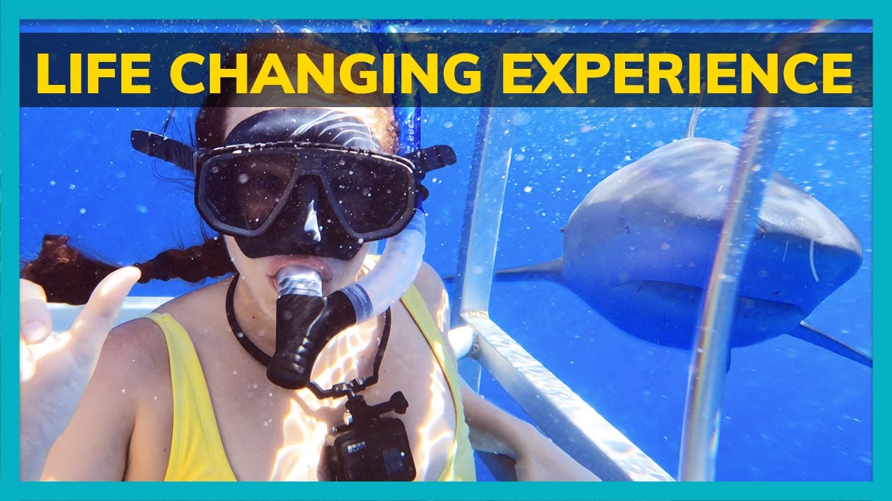 North Shore Shark Cage Dive Review | Oahu Hawaii - YouTube
